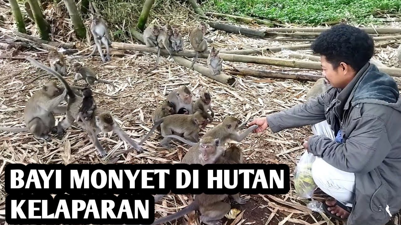 ANAK KERA DI HUTAN,ANAK MONYET DI HUTAN - YouTube