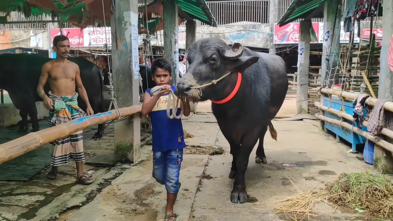 Gabtoli buffalo new collection 2021 | Big Buffalo in bangladesh part 4 ...