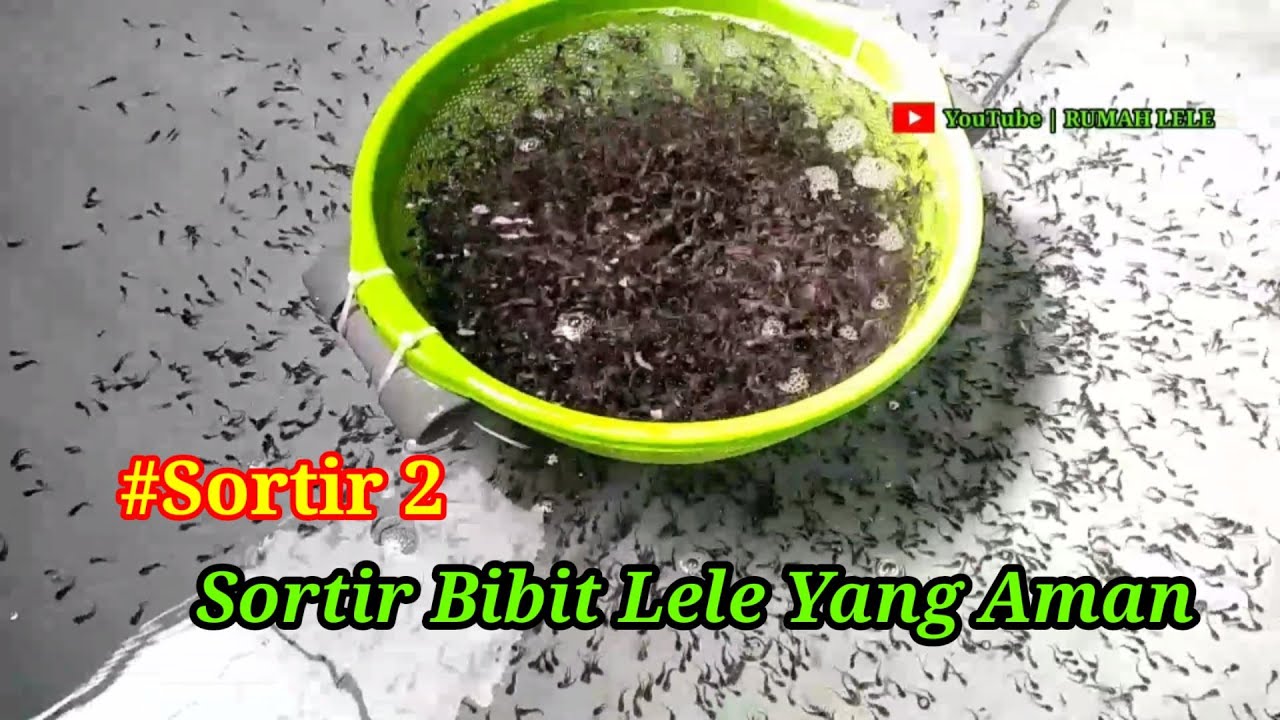 Cara Sortir Bibit Lele Paling Aman Dan Tidak Mudah Stress - YouTube