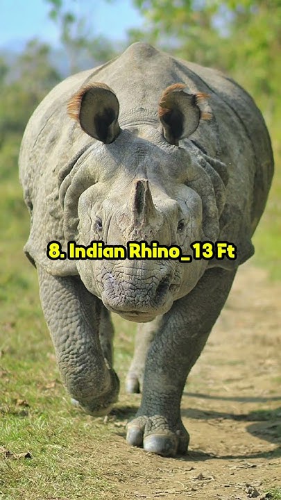 Top 10 Largest Land Animals In The World - YouTube