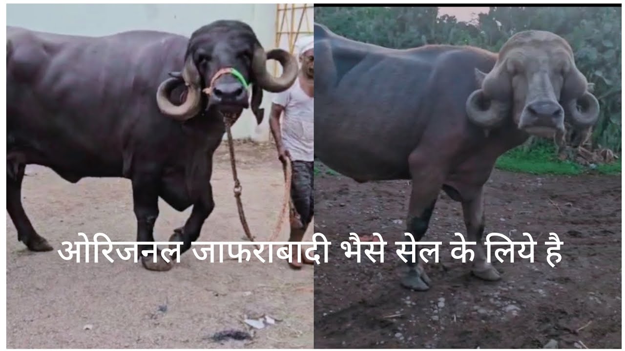 GUJARAT KI ORIGINAL JAFRABADI BHESE YAHA MILEGI !! Jafrabadi bhes ka farm @mayur__odedra - YouTube