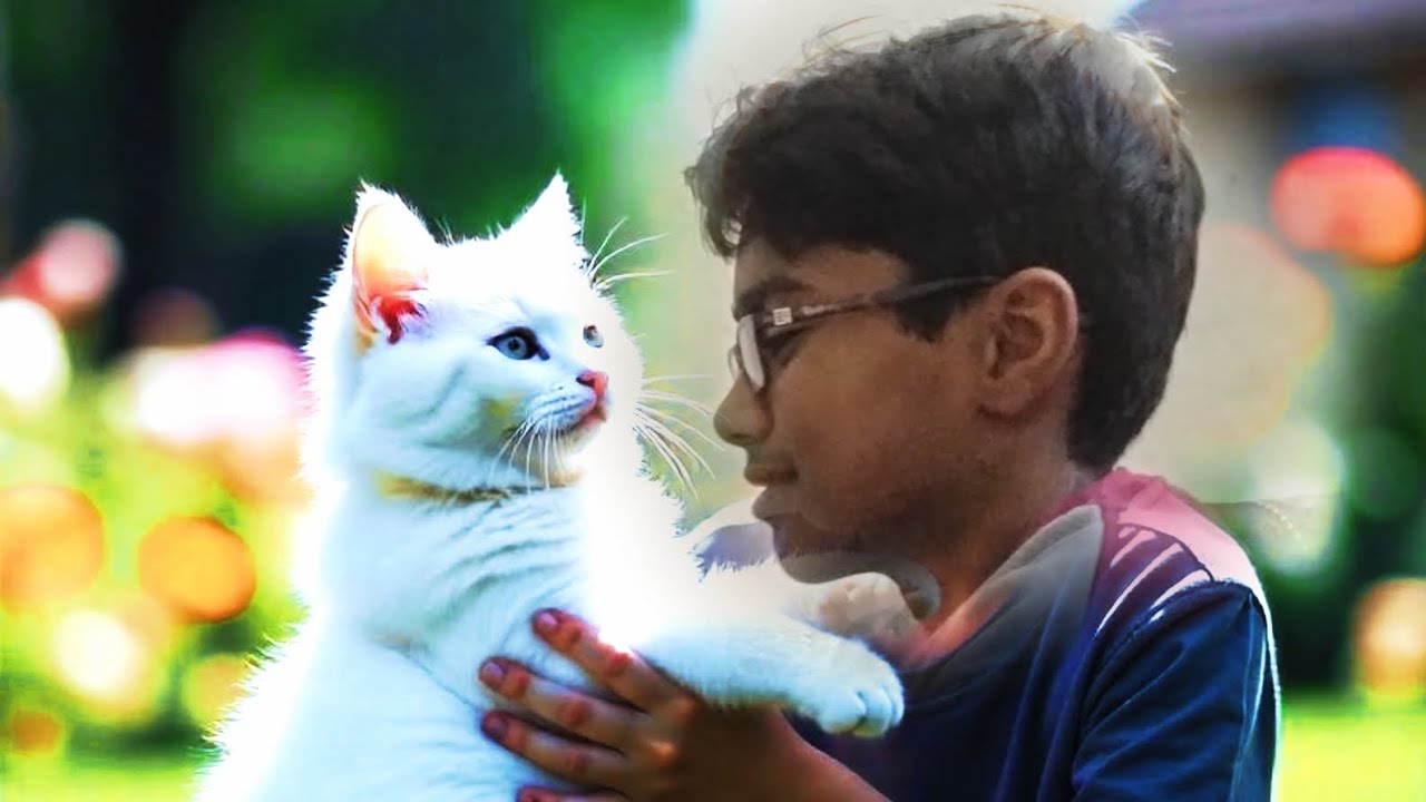 This cat is soo cute 🥰 - YouTube