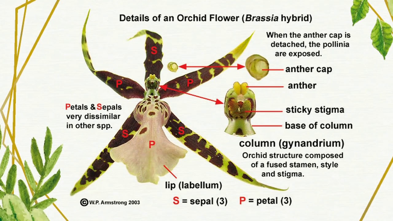Teknik Penyerbukan Anggrek - YouTube