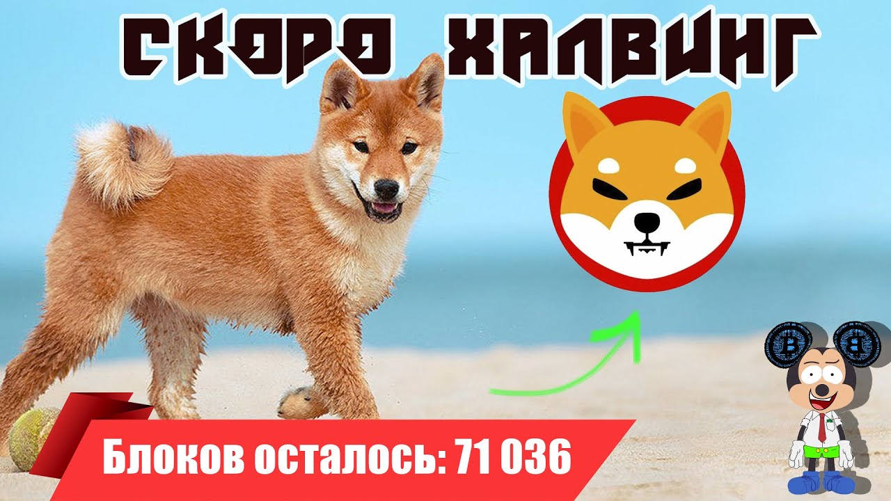 Shiba Inu Сделает тебя БОГАТЫМ ?! shiba BTC TON LTC SOLANA FLOW - YouTube