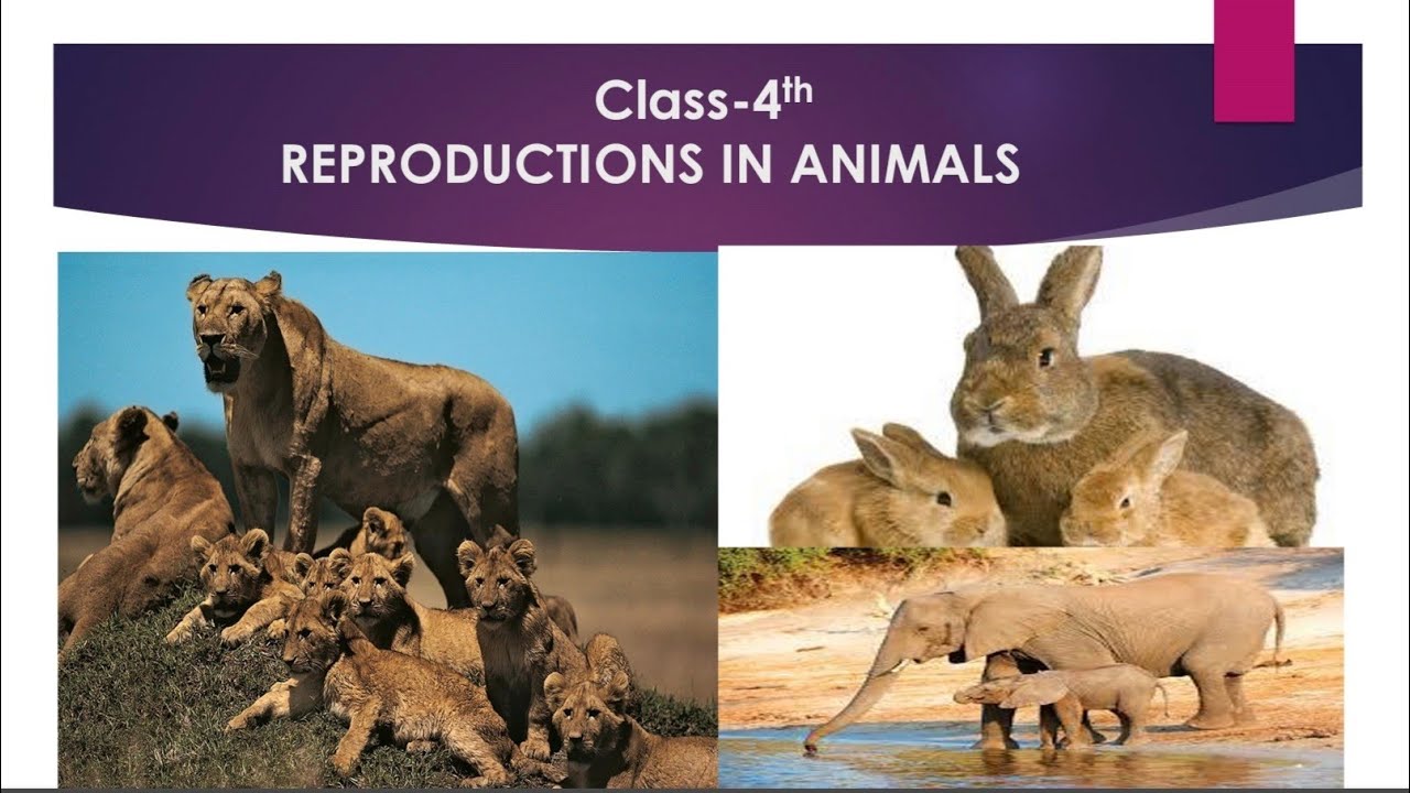 Reproduction in Animals | Chapter -5 | Part-3 | Class-4th | Priyanka ...