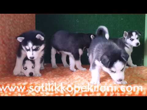 Sibirya Kurdu Husky Yavru 05412625853