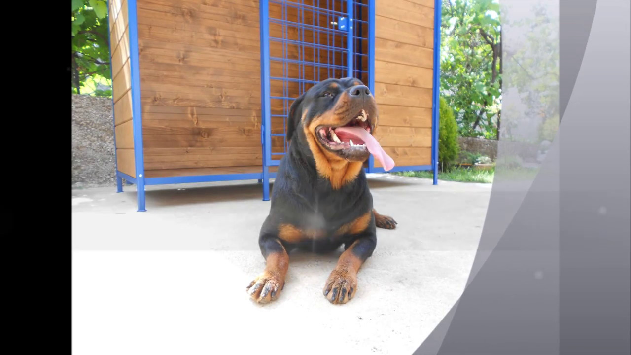 Psie voliery - koterce, búdy pre psov - YouTube