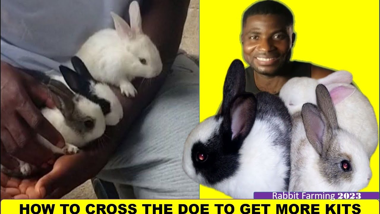 2023:HOW TO CROSS THE DOE TO GET MORE KITS - YouTube