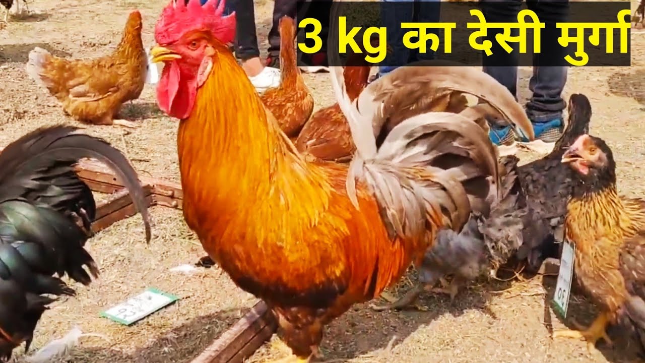 Gavrani Murga and Murgi गावरानी मुर्गा | Indigenous Poulry Breed - YouTube