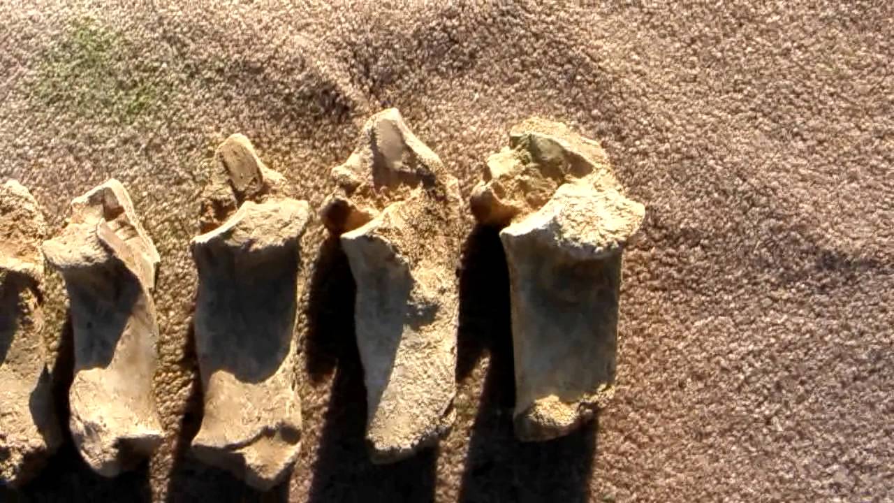 Palaeolithic Bone Tools archaeology Very rare c600-800,000 years old ...