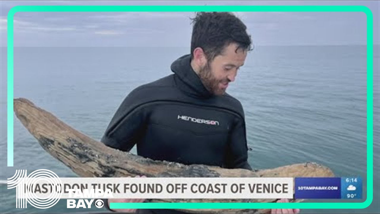 'Once in a lifetime': Amateur fossil hunter finds 4-foot mastodon tusk ...