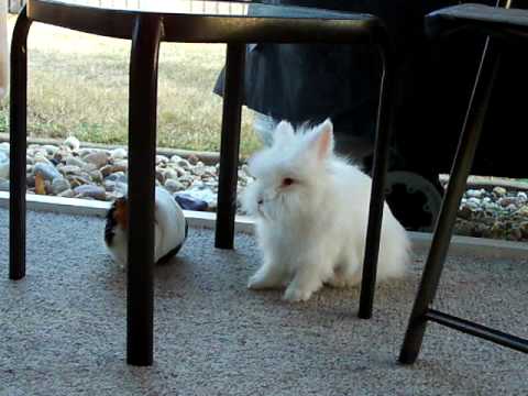 Lionhead Bunny Peruvian Guinea Pigs Bichon & Shihtzu Playing & Eating ...