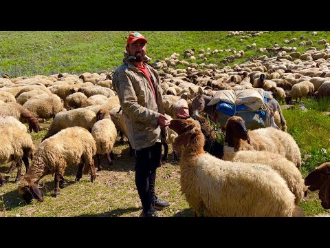 KUZU MU,PEYNİR Mİ?—YILIN 12 AYI GÖÇER KOYUNCULUK, SİİRT’TEN AĞRIYA GELEN HAMDANİ KOYUNU