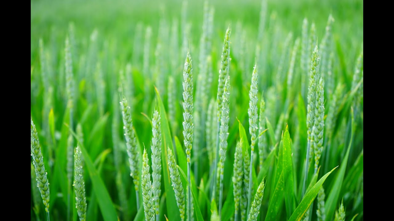 Jonathan Reding Anderson Indiana | Efficient Water Management for ...