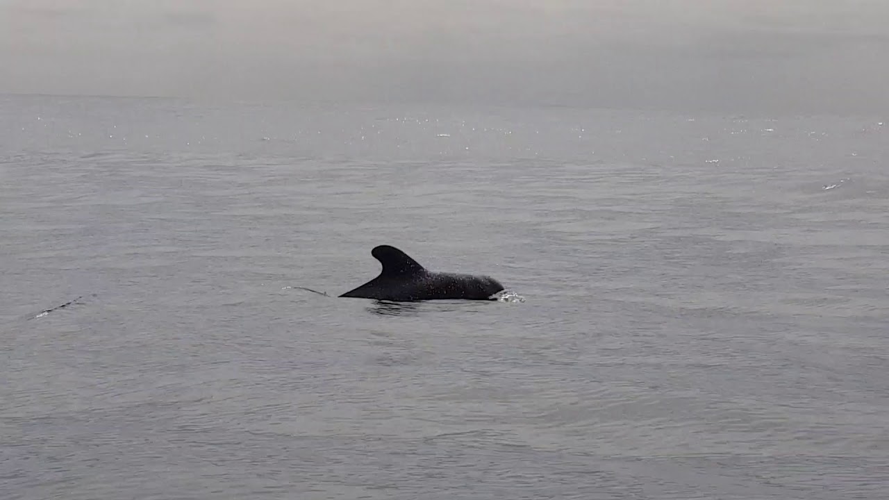 Wale in Madeira - YouTube