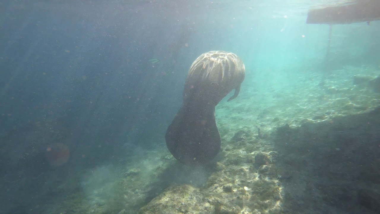Manatee Dive at Crystal River - YouTube