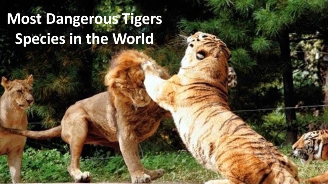 Most Dangerous Tigers Species in the World - YouTube