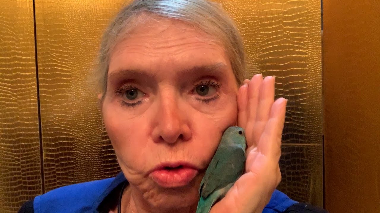 Little blue female parrotlet by Fly Babies Aviary - YouTube