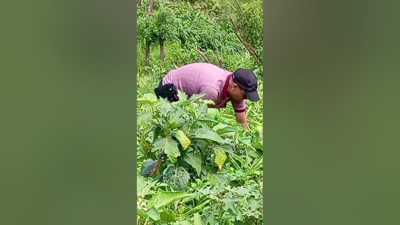 hlo thlawh pawh ka la thiam😄😄 - YouTube