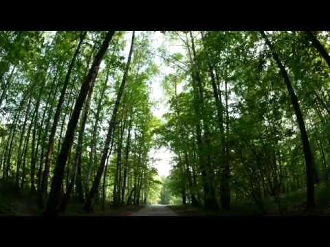 Bitsa Forest Natural and Historical Park, Moscow - YouTube