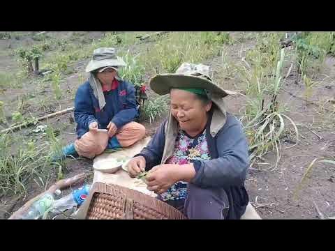 nyob zoo nawb kv ib tsoom phooj ywg aw no peb mus cog kab le nplej os 22 06 .2023 - YouTube