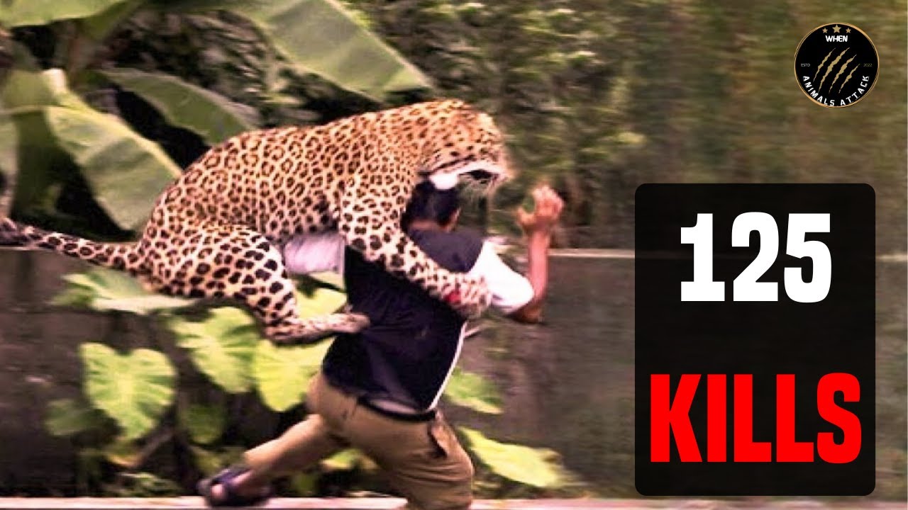 This Man-Eating Leopard Devoured An Estimated 125 People - YouTube