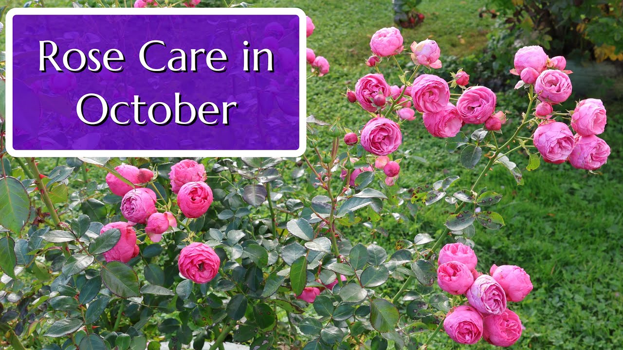 Rose Care in October - YouTube