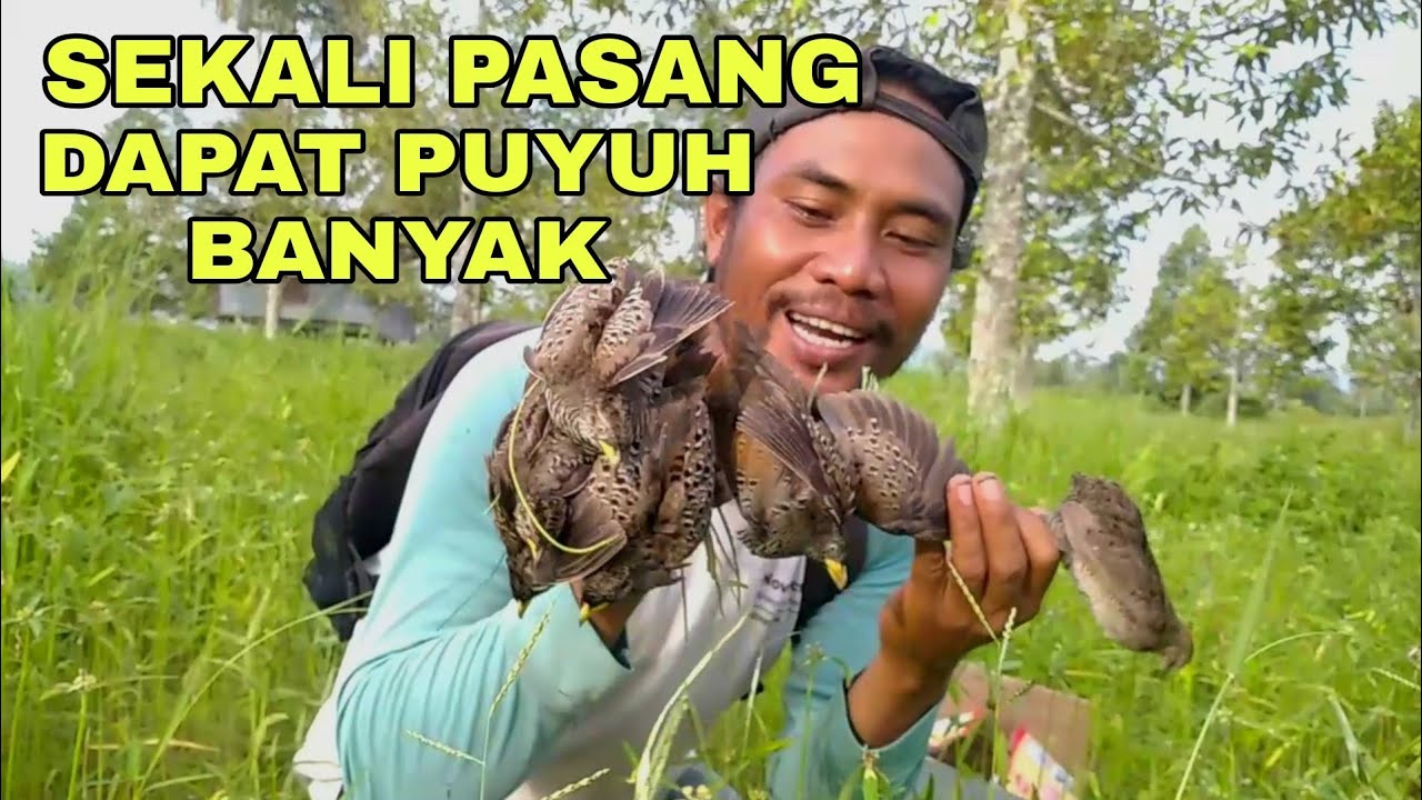 JERAT PENTAL BURUNG PUYUH SEKALI PASANG HASIL MEMUASKAN - YouTube