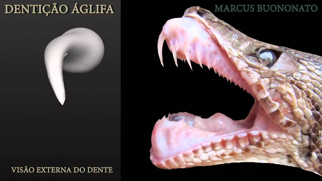 AS SERPENTES E SEUS PRECIOSOS DENTES (DENTIÇÕES) ANATOMIA - YouTube