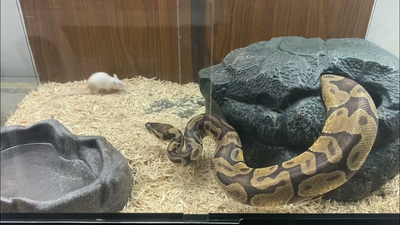 Ball Python Live Feeding Ninja Sneaky Move | WITH SPECIAL GUEST EMMAN ...