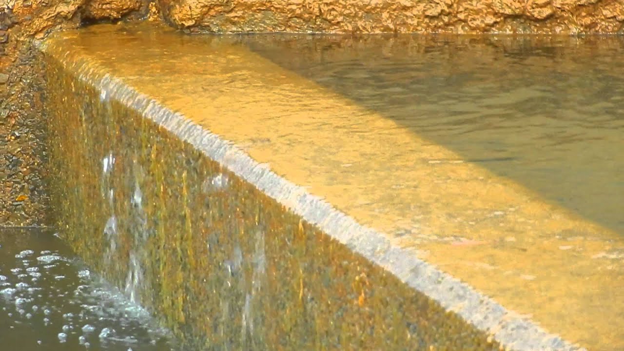 Redfin fingerlings swimming up a vertical wall - YouTube