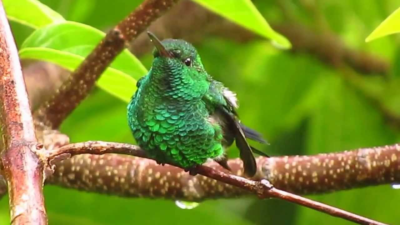 Steely-vented Hummingbird - Amazilia saucerrottei - Minca, Dept of ...
