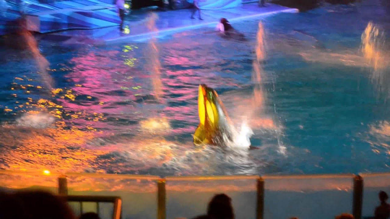 Shamu Rocks (SeaWorld Orlando) - Makaio - YouTube