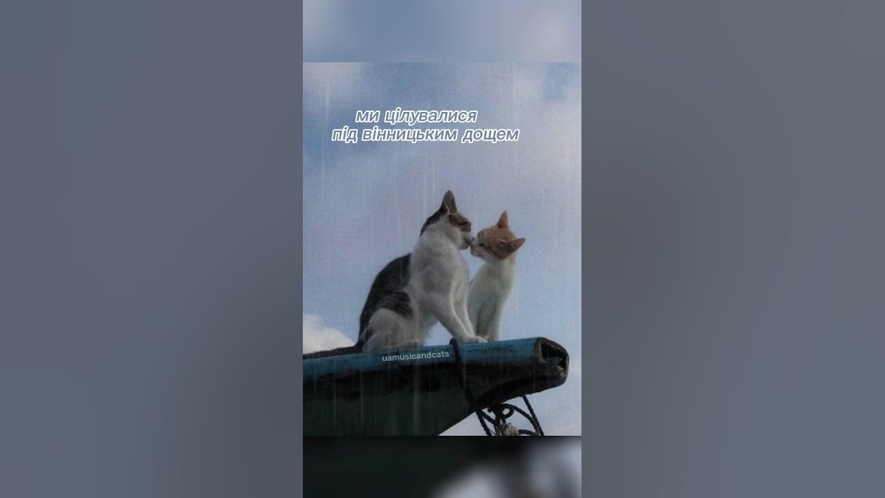 🐾 Darisha Під вінницьким дощем Youtube