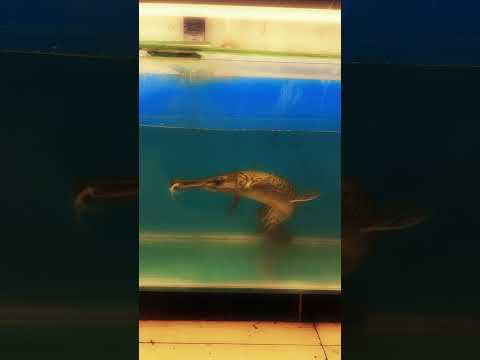 Alligator Gar Copper Fish#alligatorgar#aquarium  ##monsterfish#aggressive #garfish #petfish #bigtank