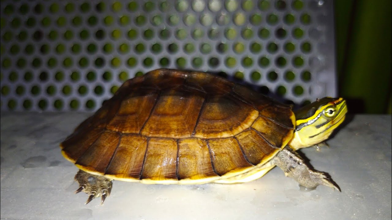 Unboxing kura kura ambon ceper Sulawesi | Coura Amboinensis, Southeast ...