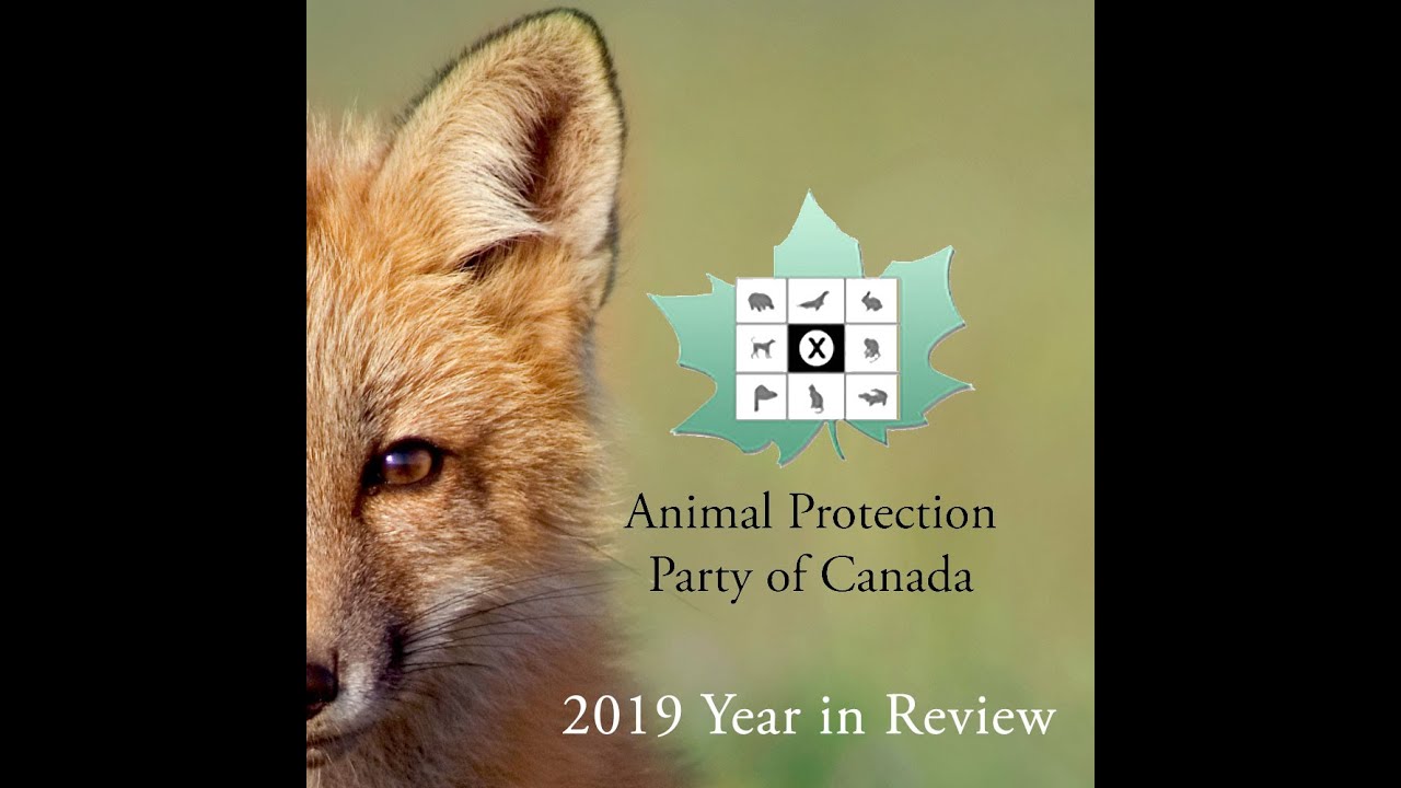 Animal Protection Party of Canada Year in Review 2019 - YouTube