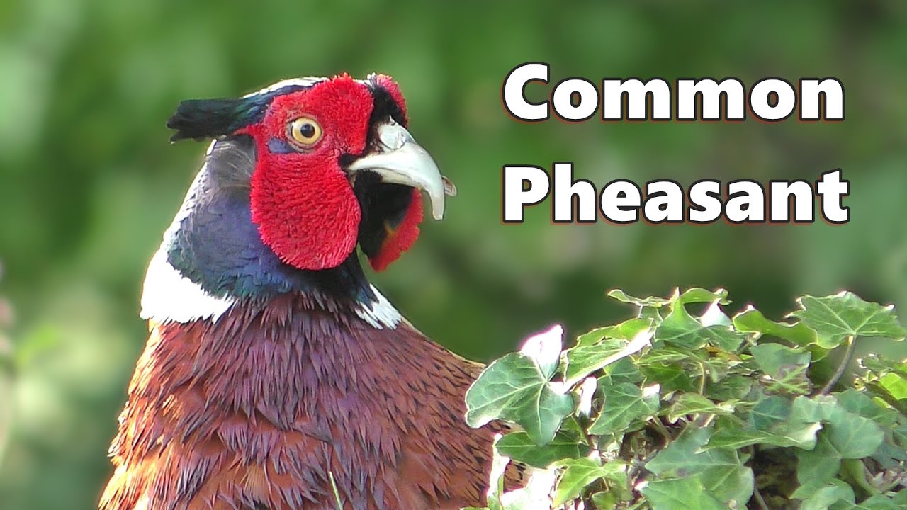 Pheasant Sounds and Close Up ⭐ Very Beautiful Common Ring-Necked ...