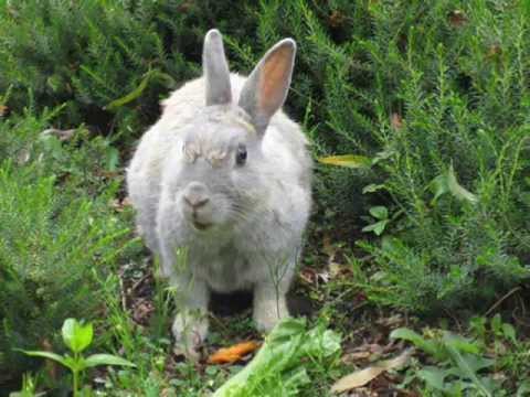 How an abandoned rabbit's story ends. - YouTube