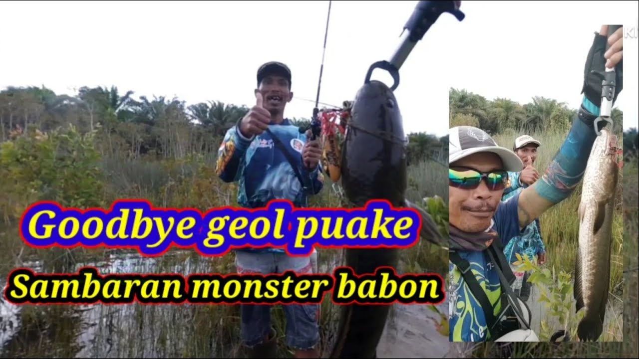 #castingikangabus /Goodbye geol puake Sambaran monster babon ...