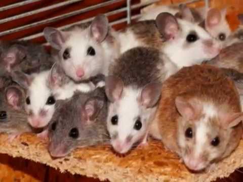 Several squeaking mice - Sound effects - YouTube