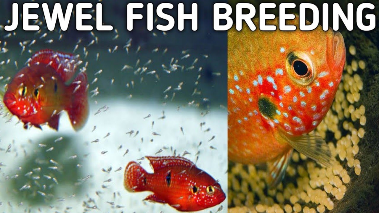 |jewel fish breeding| - YouTube