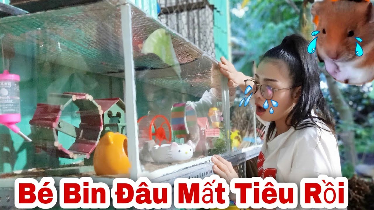 Tâm Sự Chuyện Hamster Của Anh Tony TV Bị M.ấ.t T.í.ch - YouTube