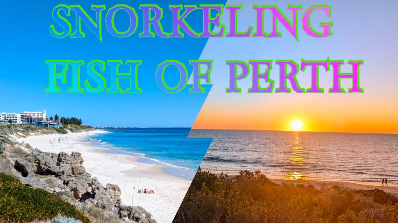 Snorkeling around Perth - Some common fish - YouTube