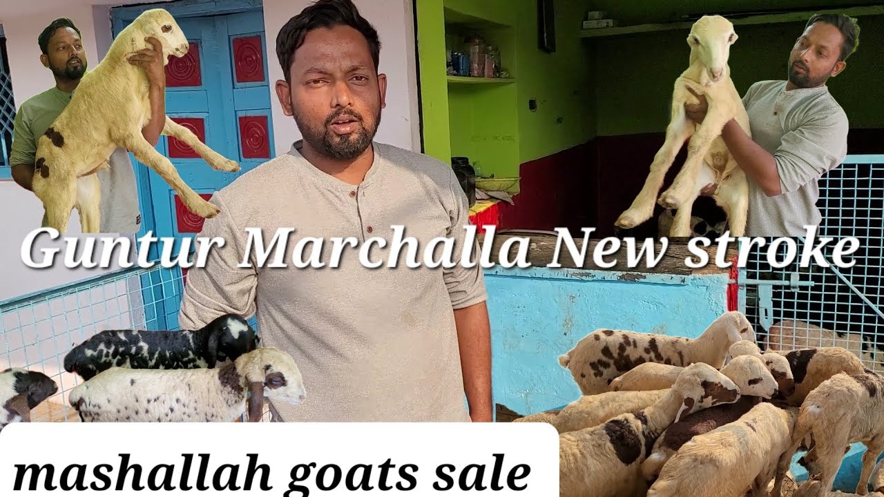 Guntur & Marchalla kids are available in talab katta// mashallah goats ...