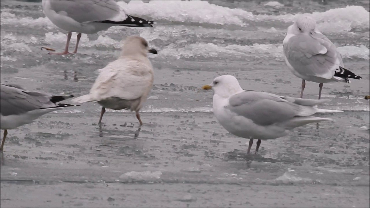 First Cycle Kumlien's Gull in Toronto - YouTube