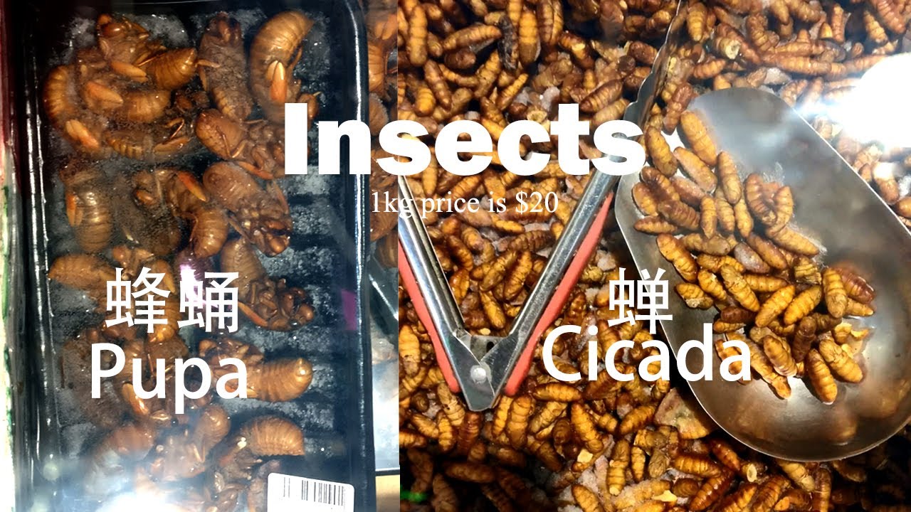 Chinese Food - Selling insects in the Chinese supermarket 在中国超市卖昆虫 ...