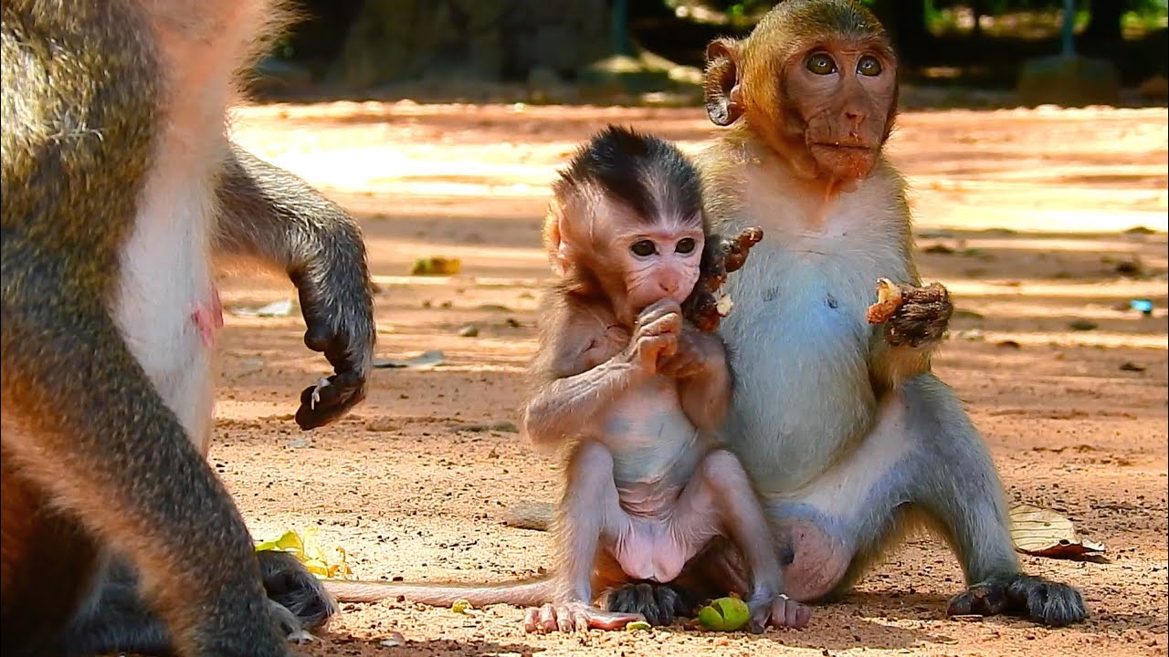 Tiny baby monkey Mariel enjoy tasting something new with brother Jason ...