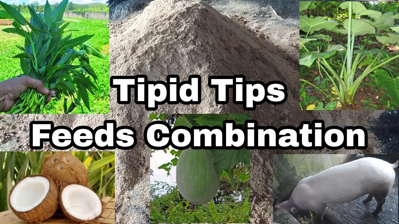 Tipid Tips Feeds Combination - YouTube