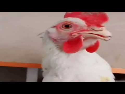 Horoz En Komik Haline Bak(Video Ses Orjinal HD 2021)